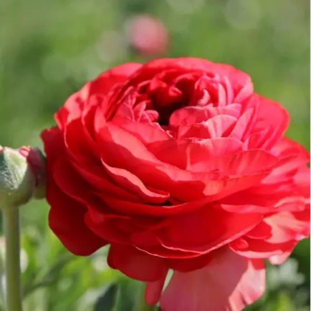 Amazon.com : Rose Tecolote® Ranunculus - 10 Bulbs : Patio, Lawn & Garden