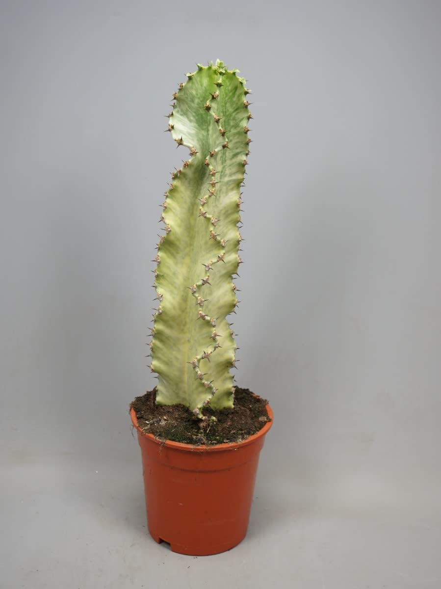 Candelabra Euphorbia Cactus Care