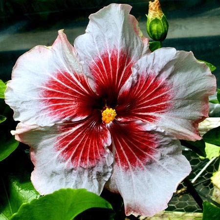 Coconut Lagoon Rare Chemparathi Plant Exotic Hibiscus ' Red White ...