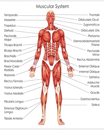 MUSCULAR SYSTEM Notes: 100 Blank Graph Sheets: Anatomy/Physiology ...