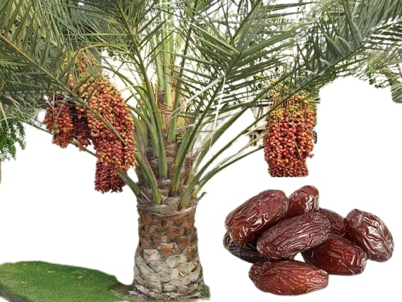 TENDER LEAVES Full-Sun-Exposure-Live Rare Tissue Culture Date Palm ...