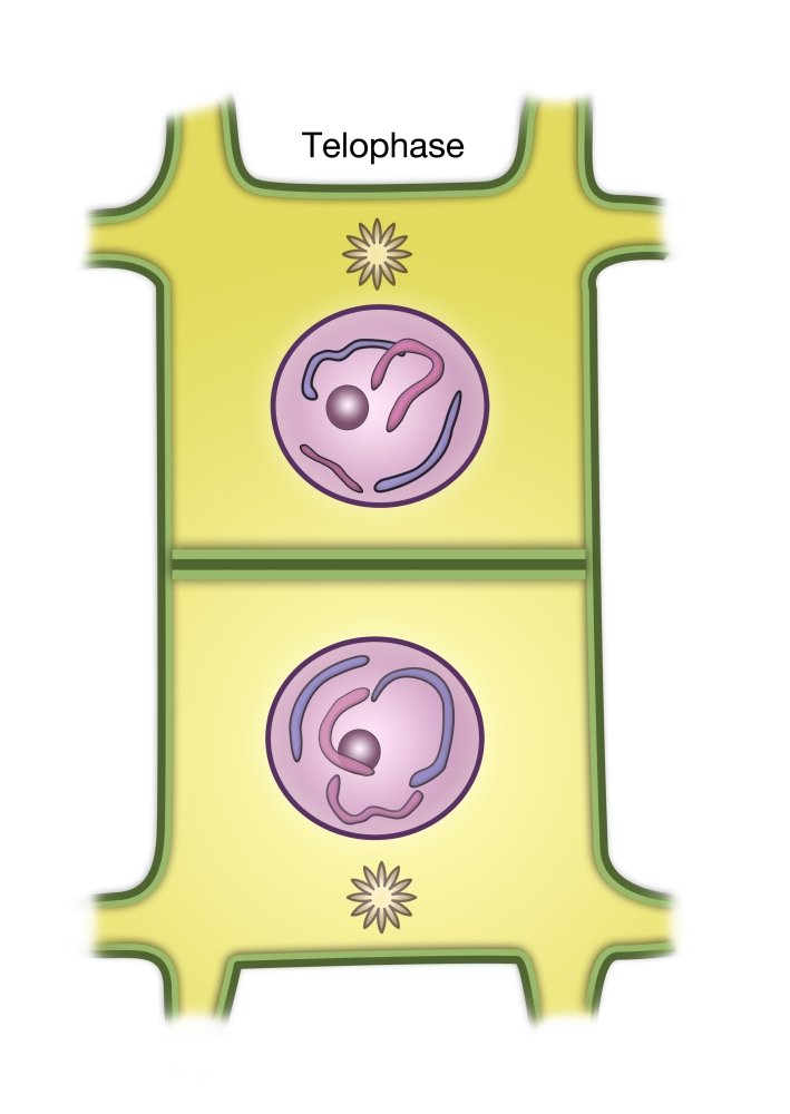 Telophase Of Mitosis