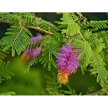 Shop 360 Garden Prosopis Cineraria, Shami, Sami Lucky Ornamental Plant ...