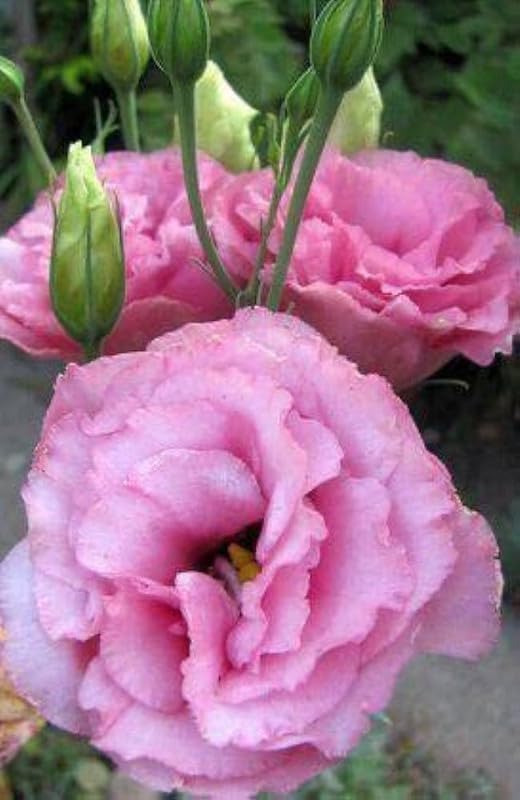 New Texas Blue Bell | Nandini flower live Plant (healthy plant) Pack of ...