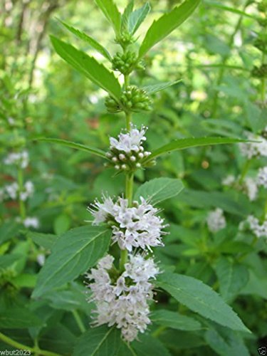 Mentha arvensis - How to grow & care