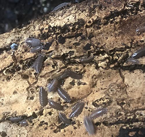 Bugzy Bugs Powder Blue Isopods Porcellionides Pruinosus 10 Count ...