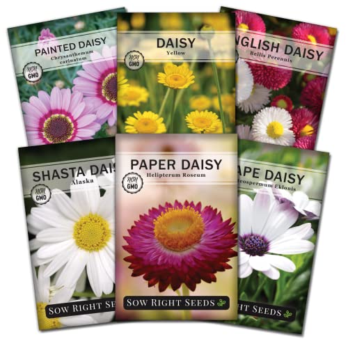 12 Best Types of Daisies & How to Grow and Care for Daisies