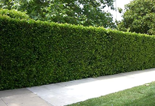 Recurve Ligustrum Shrub