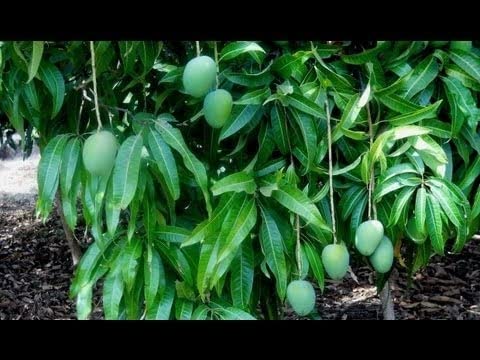 Cloud Farm Rare Dwarf King of Mango Plant Alphonso Grafted 1 Healthy ...