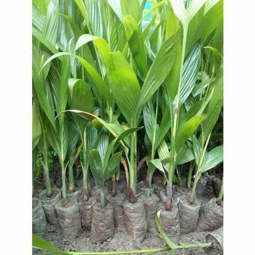 Natura GreenHouse Supari Tree, Areca Nut PAck Of - 10 Plant Supari ...