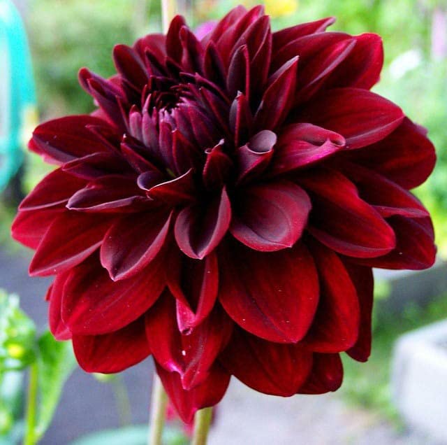 Ritz Farming® Beautiful Dahlia Flower Bulbs | Maroon color Fragrant ...