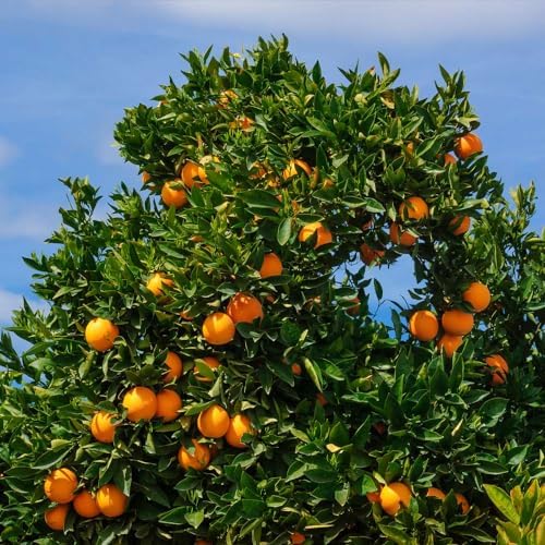 Amazon.com : Brighter Blooms - Cara Cara Orange Tree, 2-3 ft. - No ...