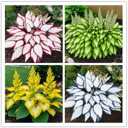 Amazon.com : 100+ Hosta Seeds for Planting Outdoors, Mixed Color Rare ...