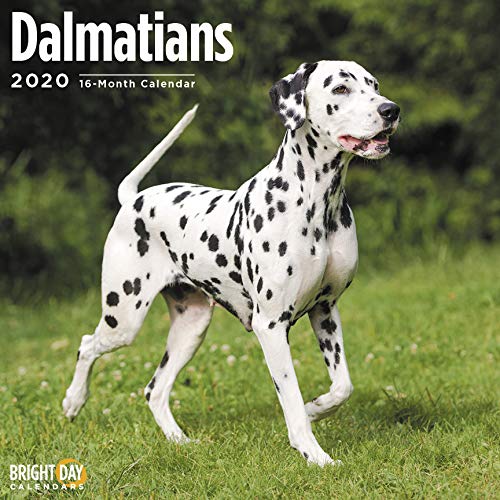 Dalmatians Wall Calendar 2020 (Dog Breeds) : BRIGHT DAY: Amazon.in: Books