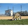 Amazon.com : Bird-X 3D Coyote Decoy, Lifelike Predator Replica, Coyote ...