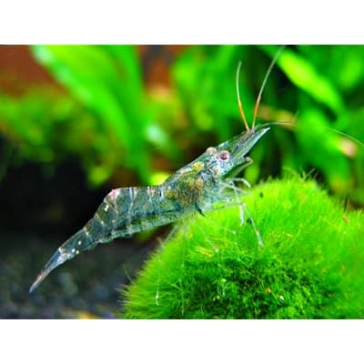 35 Live Ghost Shrimp – Only Seller on Amazon – Philippines | Ubuy