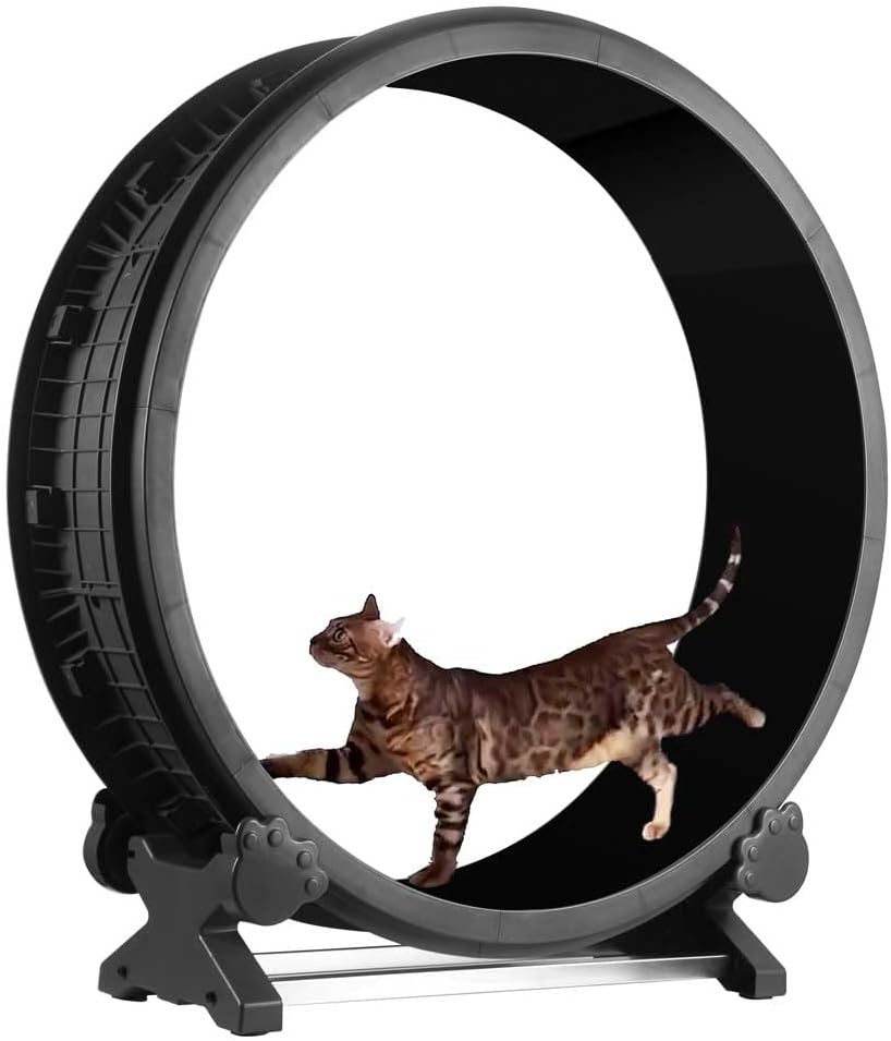 One Fast Cat Exercise Wheel. Perfect For Your Energetic Cat : Amazon.co ...