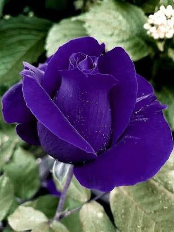 Rose Creeping Wild Rambling Ornamental Trellis Blooms Vining Fragrant ...