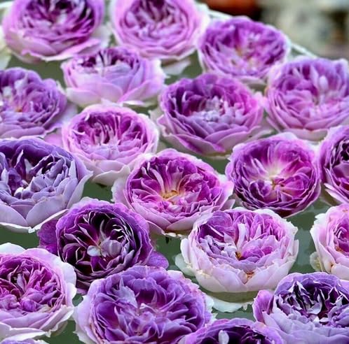 Rare Blue Moonstone Shrub Rose Live Plant : Amazon.in: Garden & Outdoors
