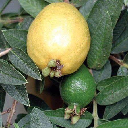 S S gardening High Yielding Hybrid Rare Dwarf Apple Guava Gujava Fruit ...