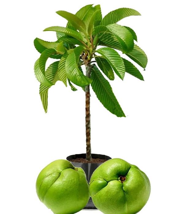 Creative Farmer Live Rare Dwarf Dillenia Indica Elephant Apple (Chalta ...