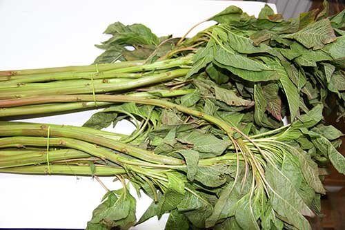 Kolkata Orchid Online High Yield Hybrid Danta Seeds - SADA DANTA/DATA ...