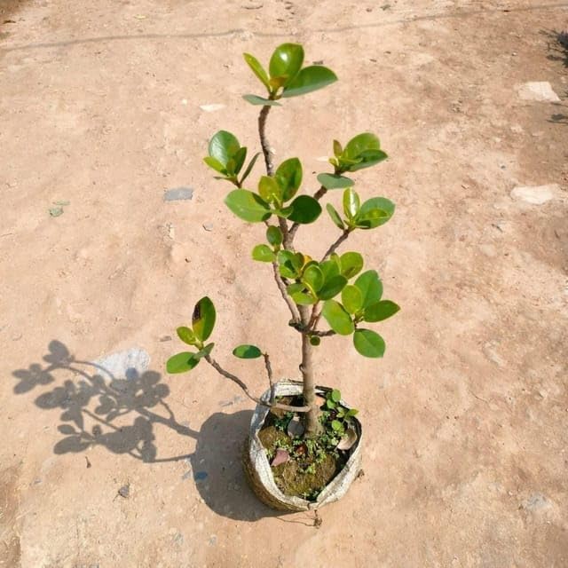 Ficus Long Island In 4 Inch Plant Nursery Shrubs : Amazon.in: Garden ...