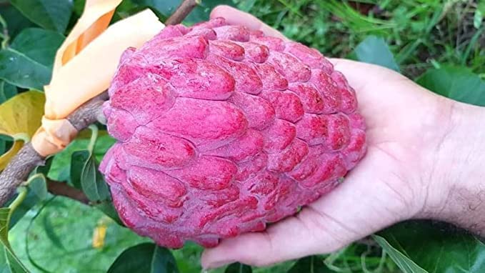 ShopGreen Rare Exotic Red Custard Apple, Red Sugar Apple,Lal Aata Red ...