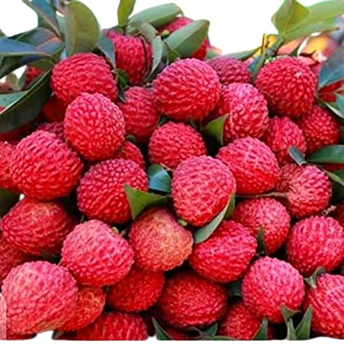PLANTO FARM Lychee Plant Live Lichi Healthy Fruit Litchi (Healthy Plant ...