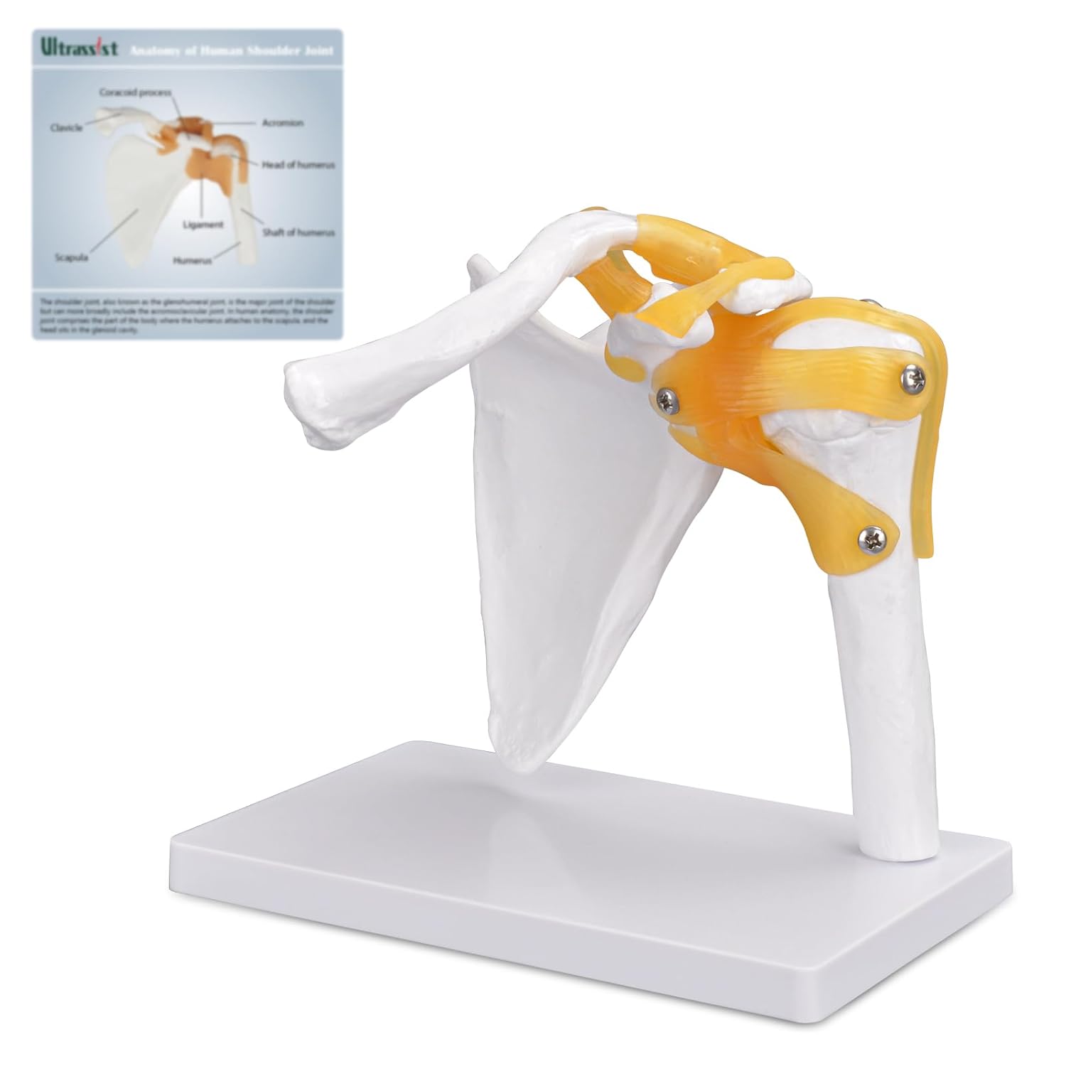 Human Shoulder Joint Anatomical Model, 1:1 Scientific Life Size ...