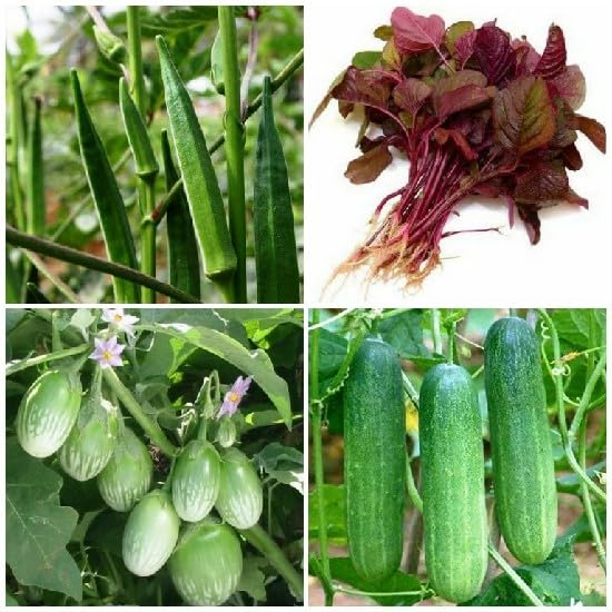 SimXotic Seeds Combo of Amaranthus Red Cholai, Brinjal Green Small ...