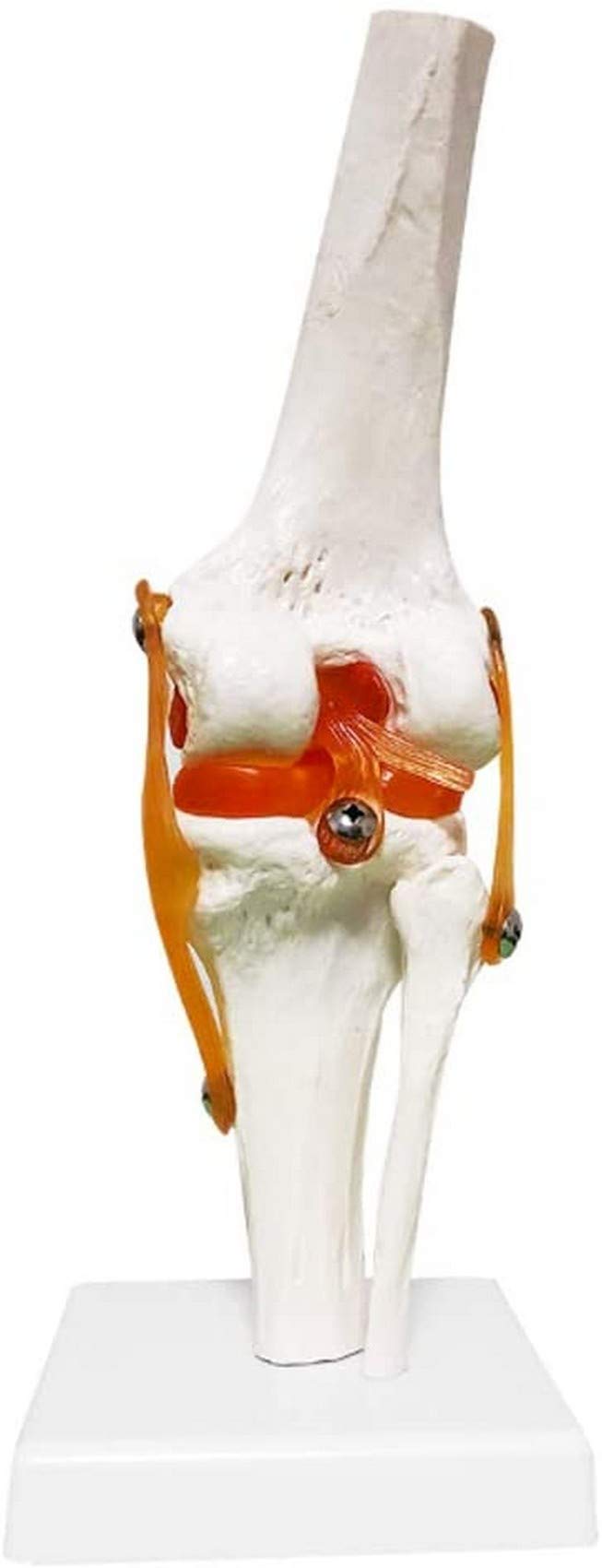 Buy Flexible Knee Joint Model,Anatomy Human Lifesize Skeleton Model ...