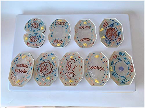 Buy FMOGE Animal Cell Mitosis Model - 9 Parts Cell Mitosis Model ...