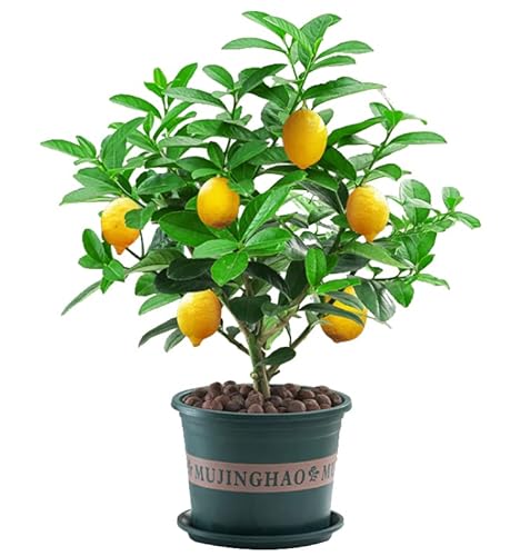 Hydroponic Lemon Tree for Fresh and Zesty Harvests - Hydro Green Space