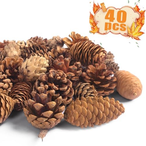 Amazon.com: 24 Pieces Christmas Natural Pine Cones, Rustic Pinecones ...