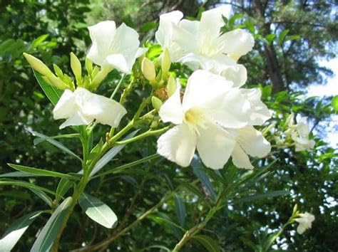 Mphmi Perennial NCR Plants Kaner, Nerium Oleander (Yellow, Single ...