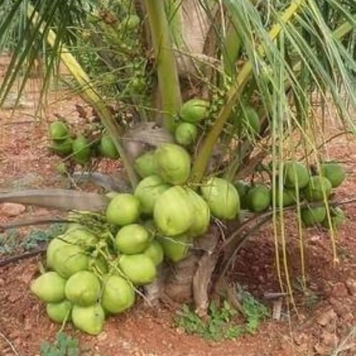 Ram Ganga Dwarf Hybride Coconut Plant-(Pack of 1) : Amazon.in: Garden ...
