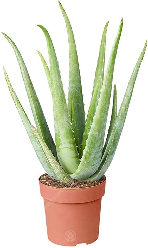 Aloe Vera Planta de Continente | Fica.pt