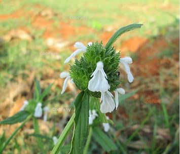 Chillatai® Tumba/Thumbe/Leucas aspera Medicinal Plant Seeds Pack of 30 ...