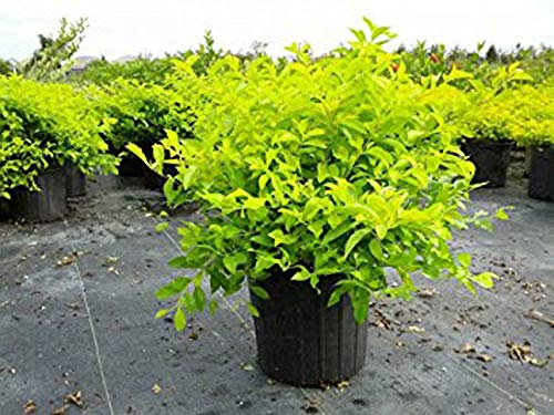 Plants Point Duranta Erecta Hedge Plant For Outdoor Garden - 1 Plant ...