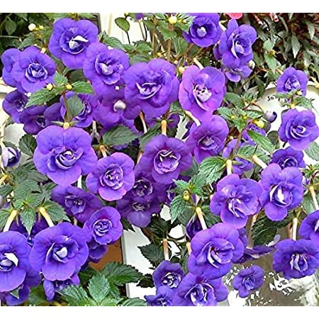 Radha Krishna Agriculture® Beautiful Achimenes imported Purple flower ...