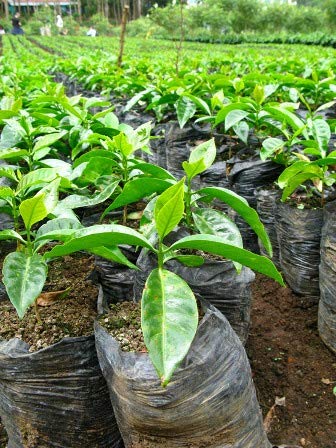 Rain Forest Rare Exotic Spice Plant- Coffee plant Huge Production ...