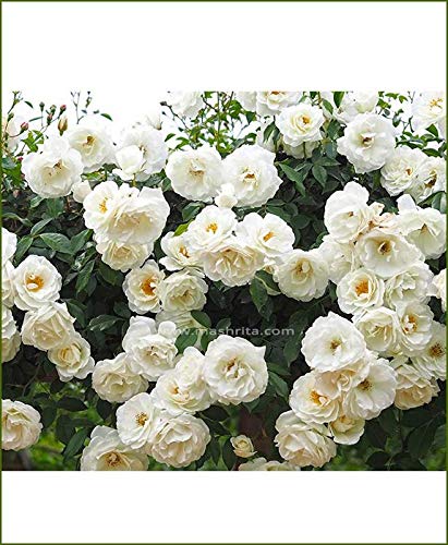 All Season Gardens Live Miniature White Rose Plant.. : Amazon.in ...