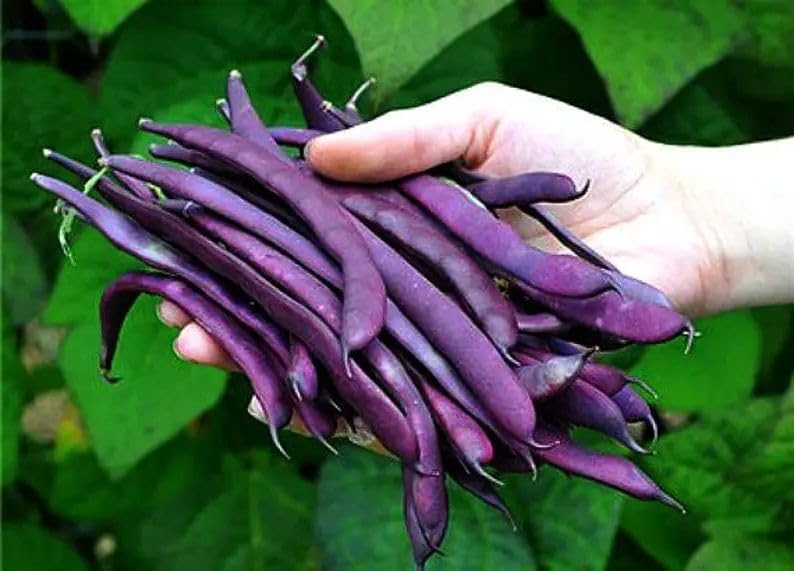 Oakwood Farms beans vegetable seeds | vegetable Seeds | dark purple ...