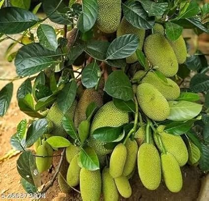 Plant Exotic |Vietnam Super Early Grafted Kathal Jackfruit plant Thai ...