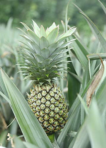 ROYAL LAND Rare Hybrid Kerala Sweet Pineapple Ananas comosus 1 Rhizome ...