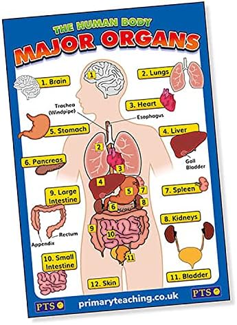 1 The Human Body Early Years KS1 Science Nursery Childrens Pupils ...