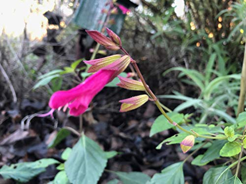 Wendy’s wish sage - How to grow & care