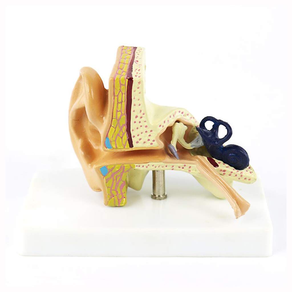 Buy LUCKFY Ear Human Anatomical Model 1.5 Times Magnification Ear ...