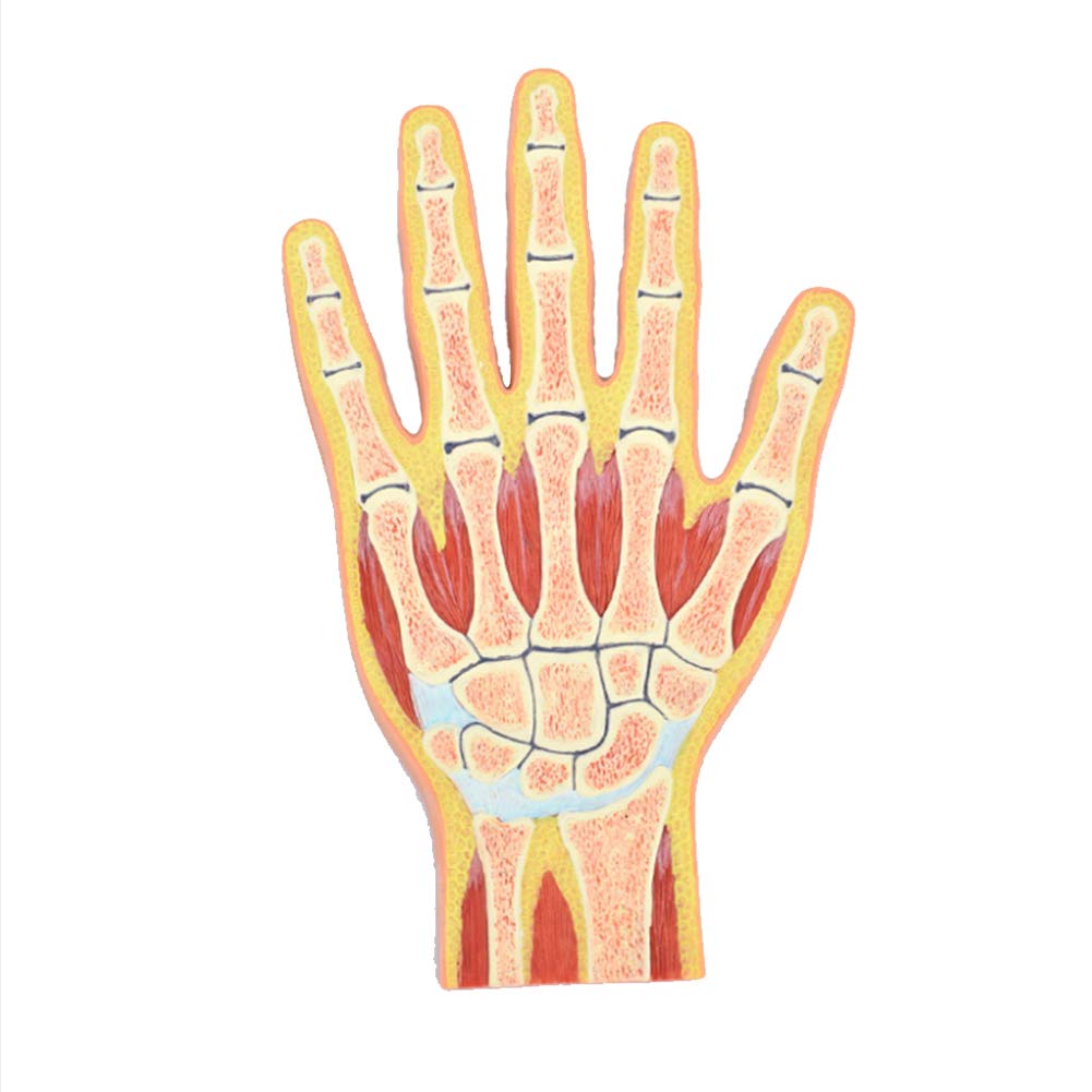 Biuyyy Hand Skeleton Muscles Model Hand Joint Structure Mri Orthopedics ...